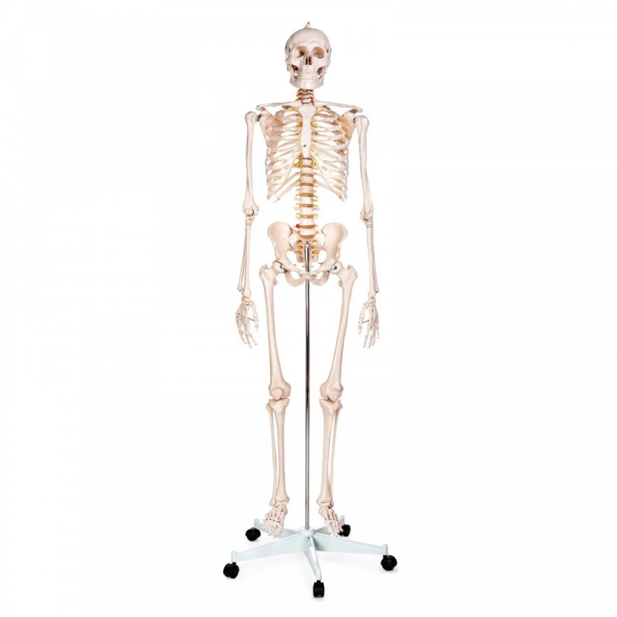 Physiotherapy Teaching Bundle - Myaskro